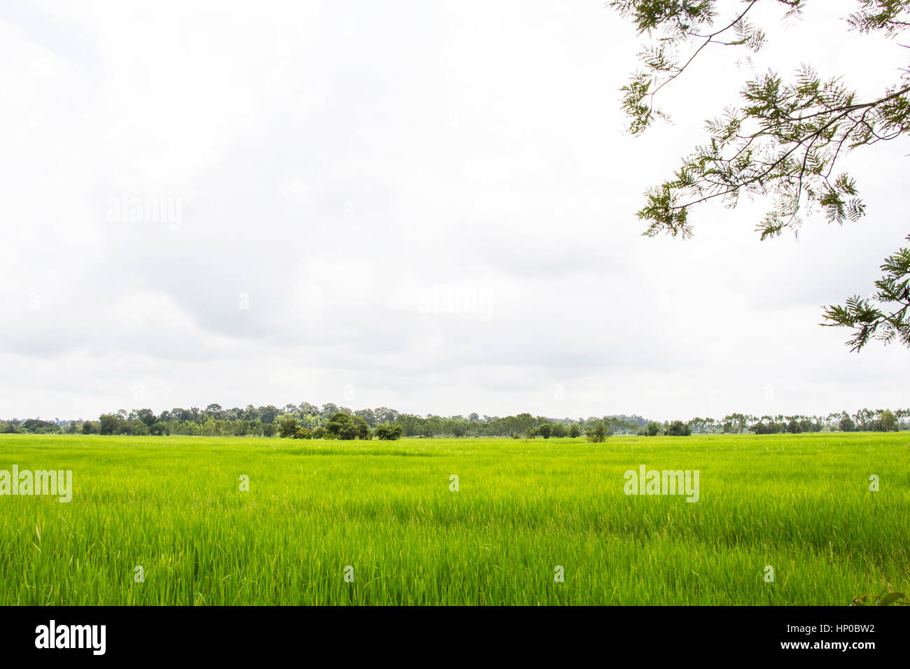 Green Rice filed Stock Photo - Alamy