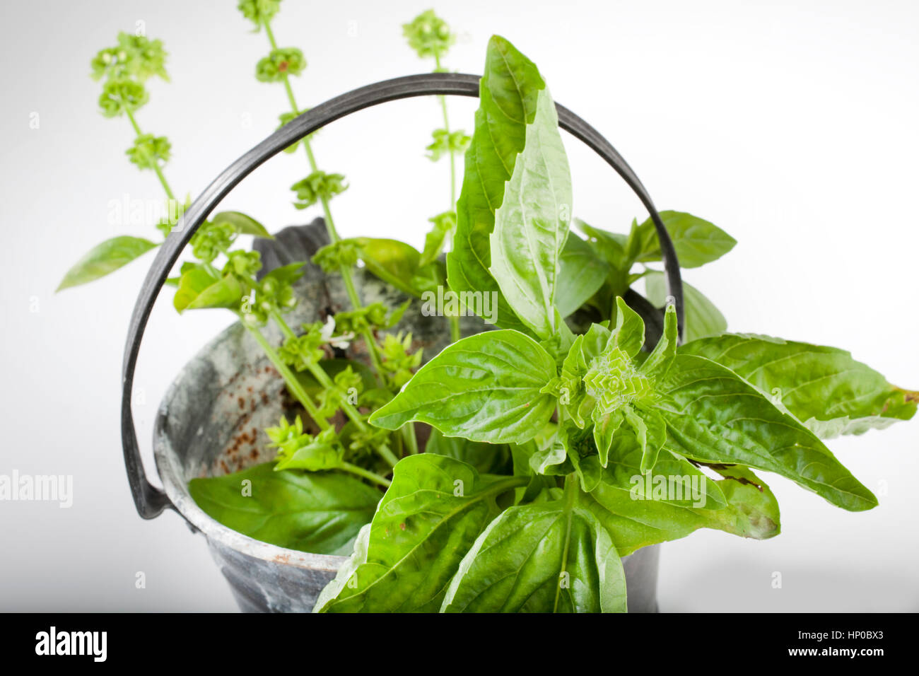 bunch of basil in a bucket for water Stock Photo - Alamy