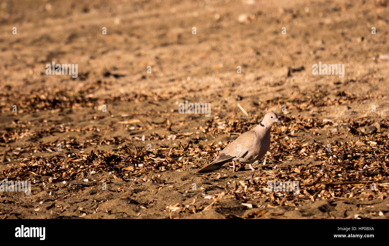 One small bird on a beach sand Stock Photo - Alamy