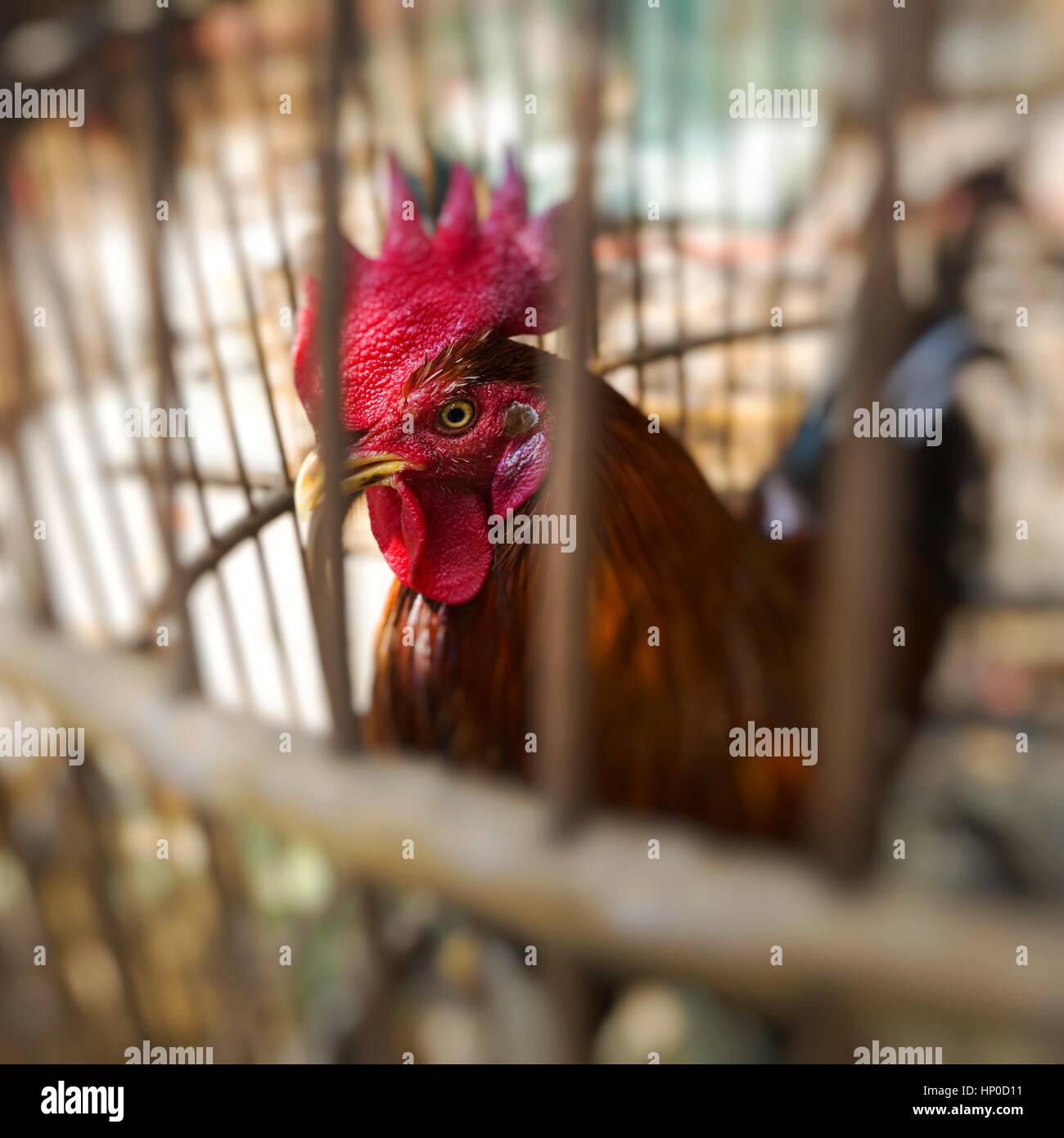 Caged rooster ready to sell at street market in Yogjakarta, Indonesia ...