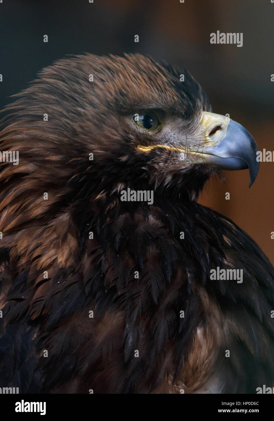 close up of Eastern imperial eagle Stock Photo - Alamy