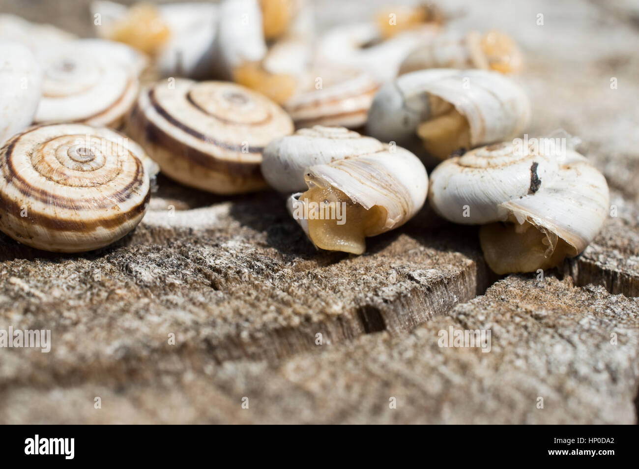 Close-up Of Snail Coming Out Of His House And His Friends on wooden ...