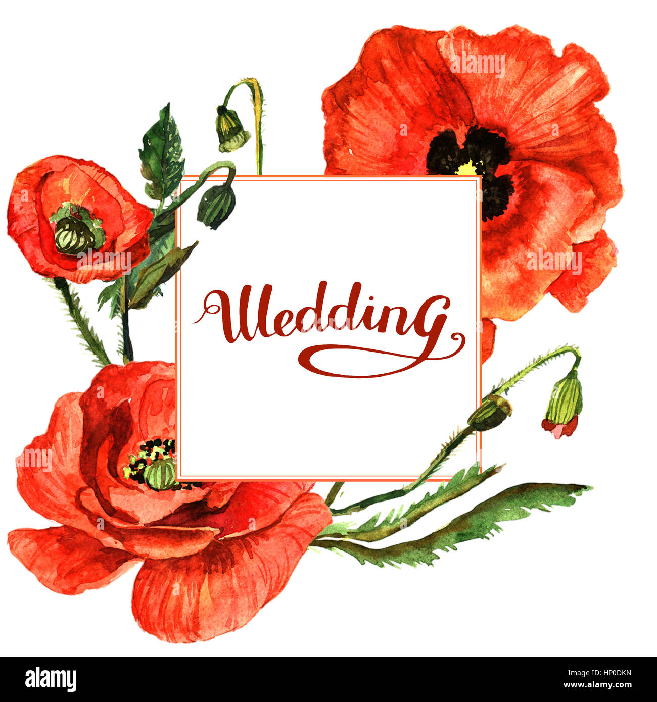 Wildflower poppy flower frame in a watercolor style isolated Stock ...