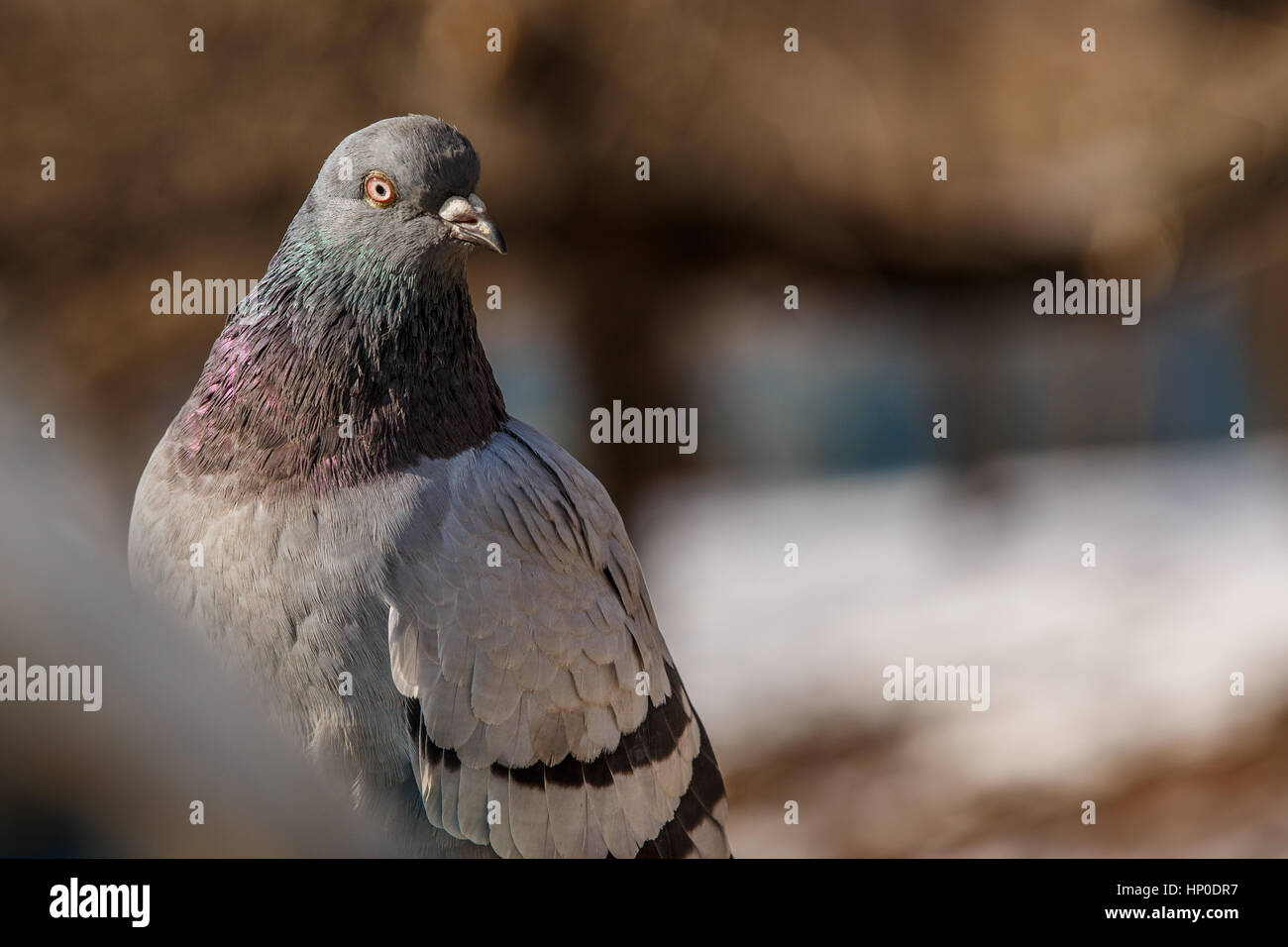 A static pigeon head detail closeup. The details the eye, the beak, the ...