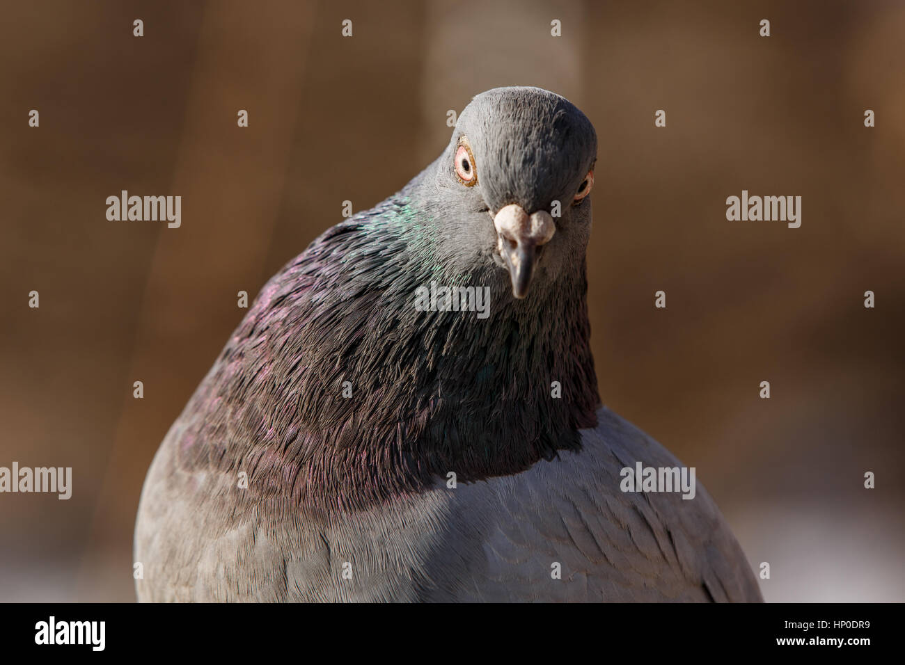 A static pigeon head detail closeup. The details the eye, the beak, the ...