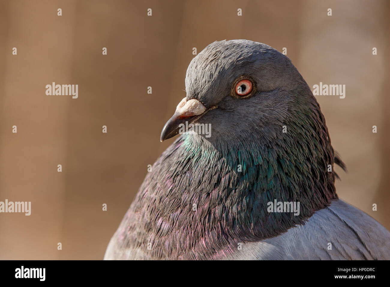 A static pigeon head detail closeup. The details the eye, the beak, the ...
