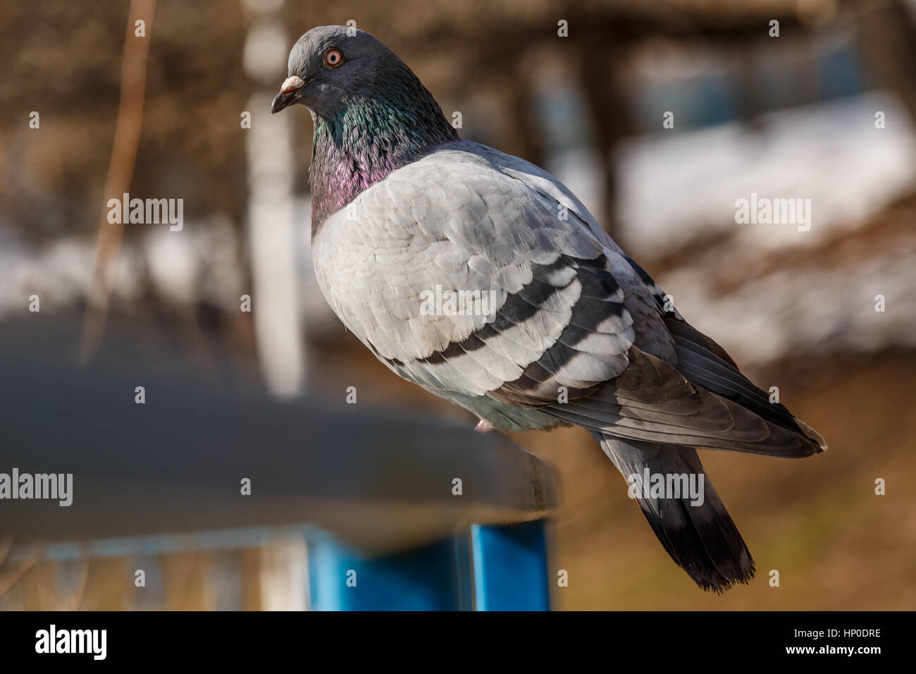 Fat pigeon hi-res stock photography and images - Alamy
