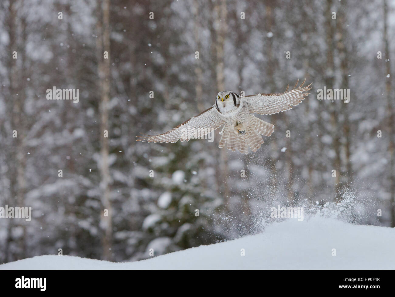 Northern Hawk Owl (Surnia ulula) taking off in flight with a mouse ...