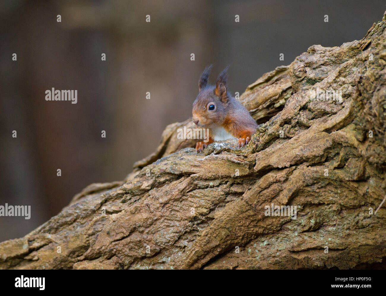 Tree trunk hole squirrel hi-res stock photography and images - Alamy