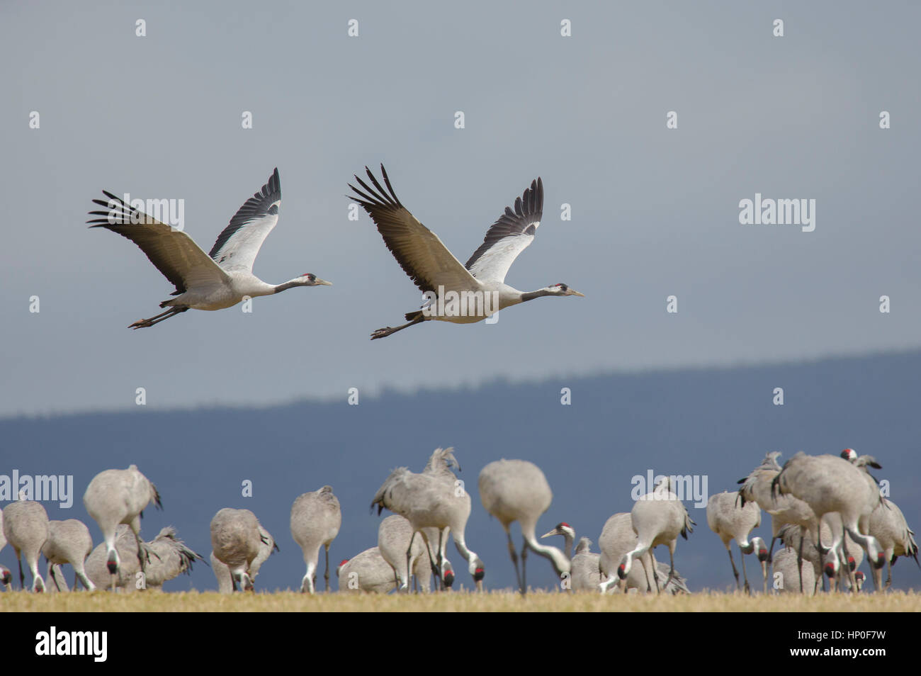 Large group of cranes hi-res stock photography and images - Alamy