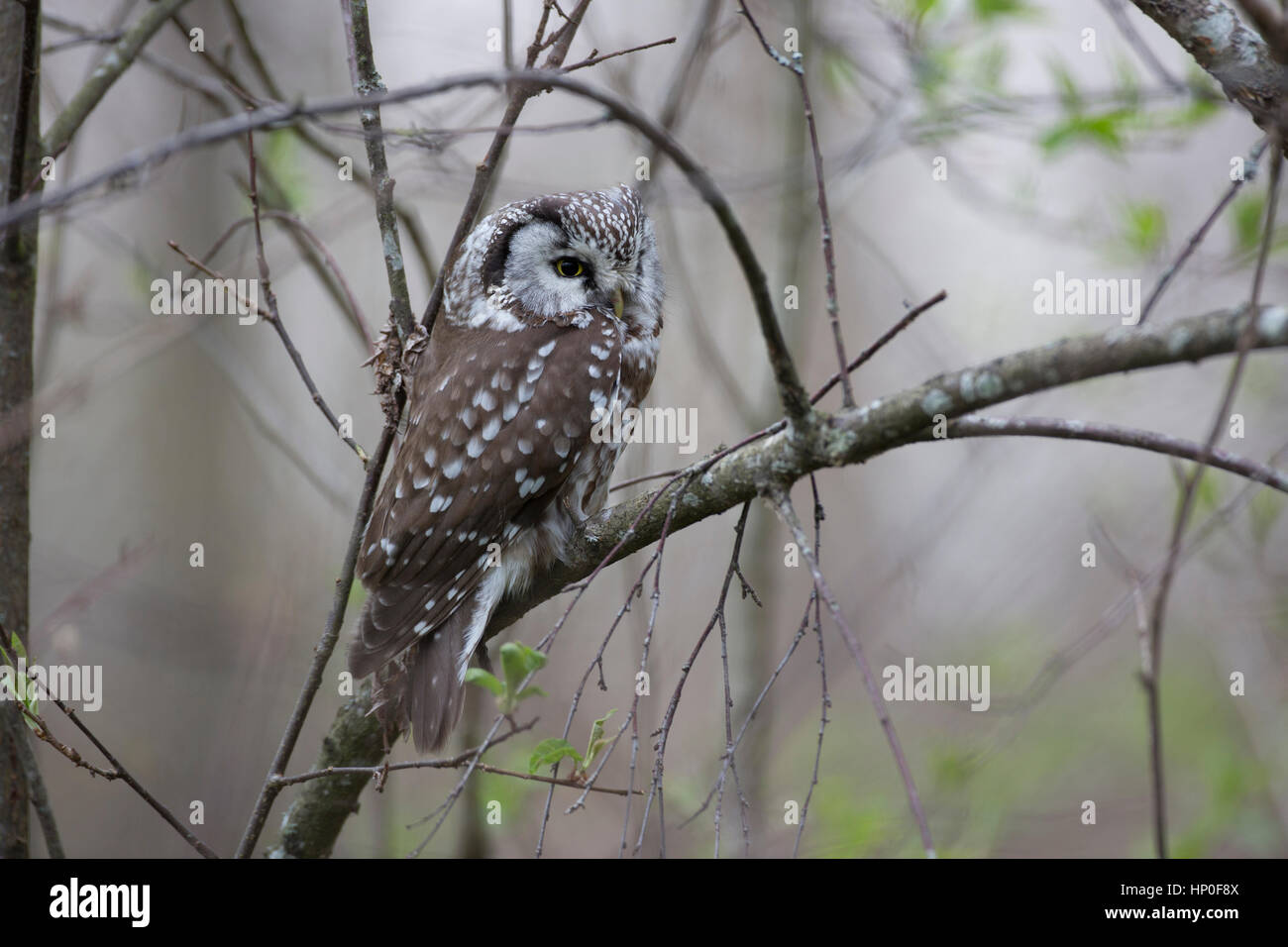 Tengmalm's Owl (Aegolius funereus) sitting on a branch in a forest ...