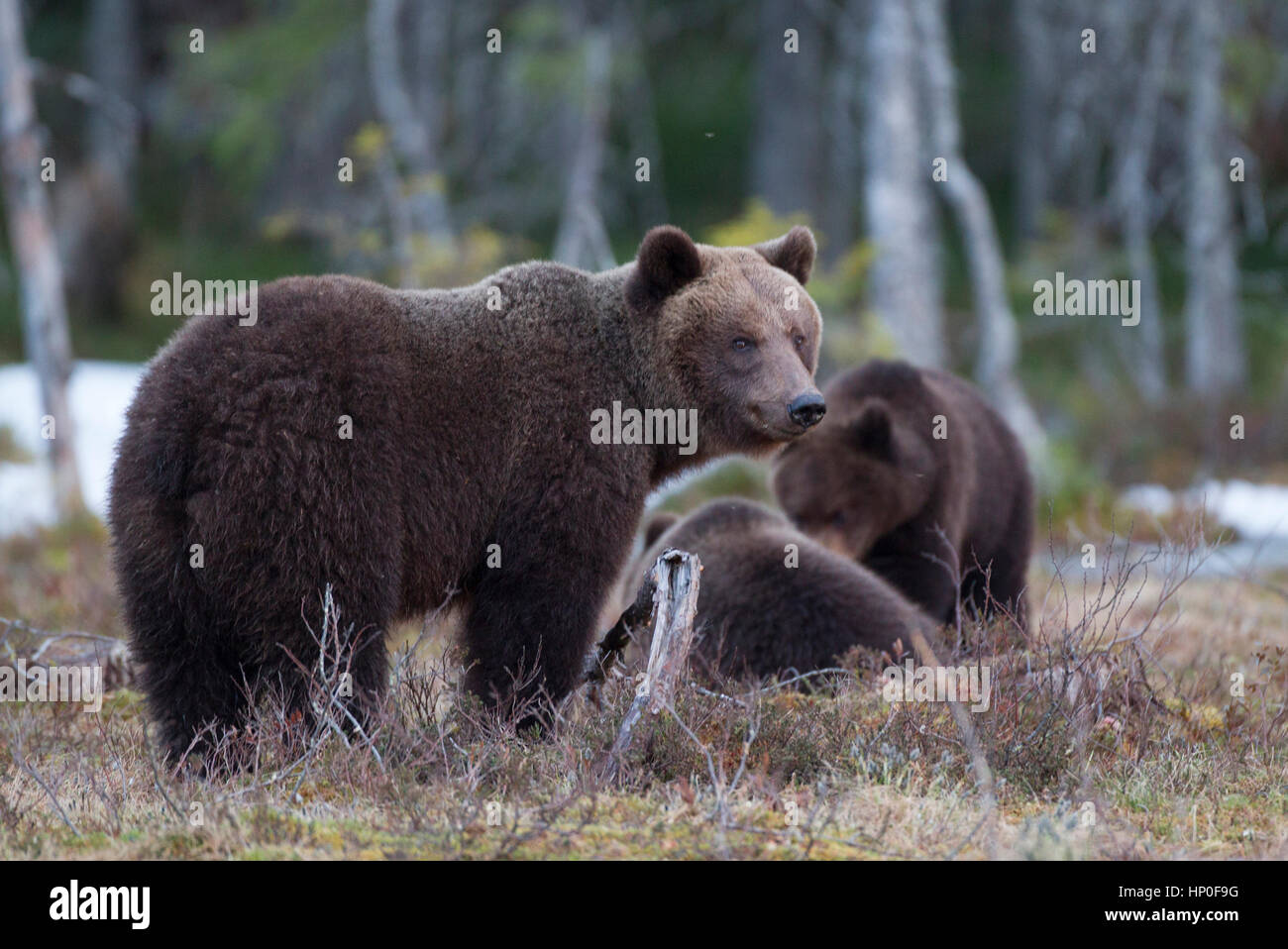 Female brown bear (Ursus arctos) and her two cubs in the forest swamp ...