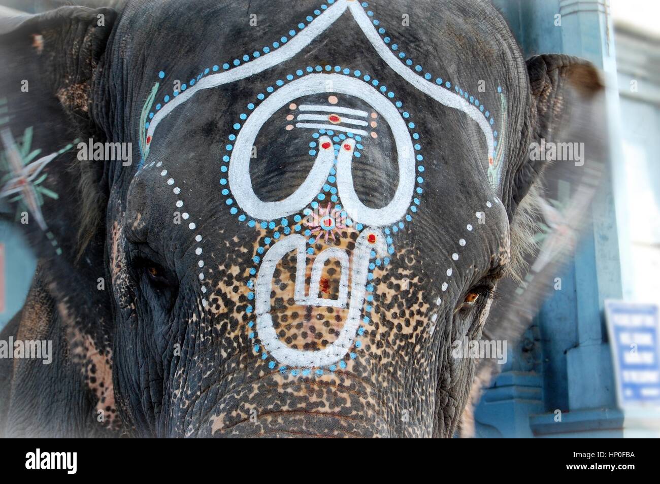 Lakshmi the decorated temple elephant, Tamil Nadu Stock Photo - Alamy