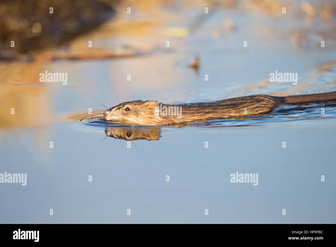 Muskrat (Ondatra zibethicus), an introduced species to Northern Europe ...
