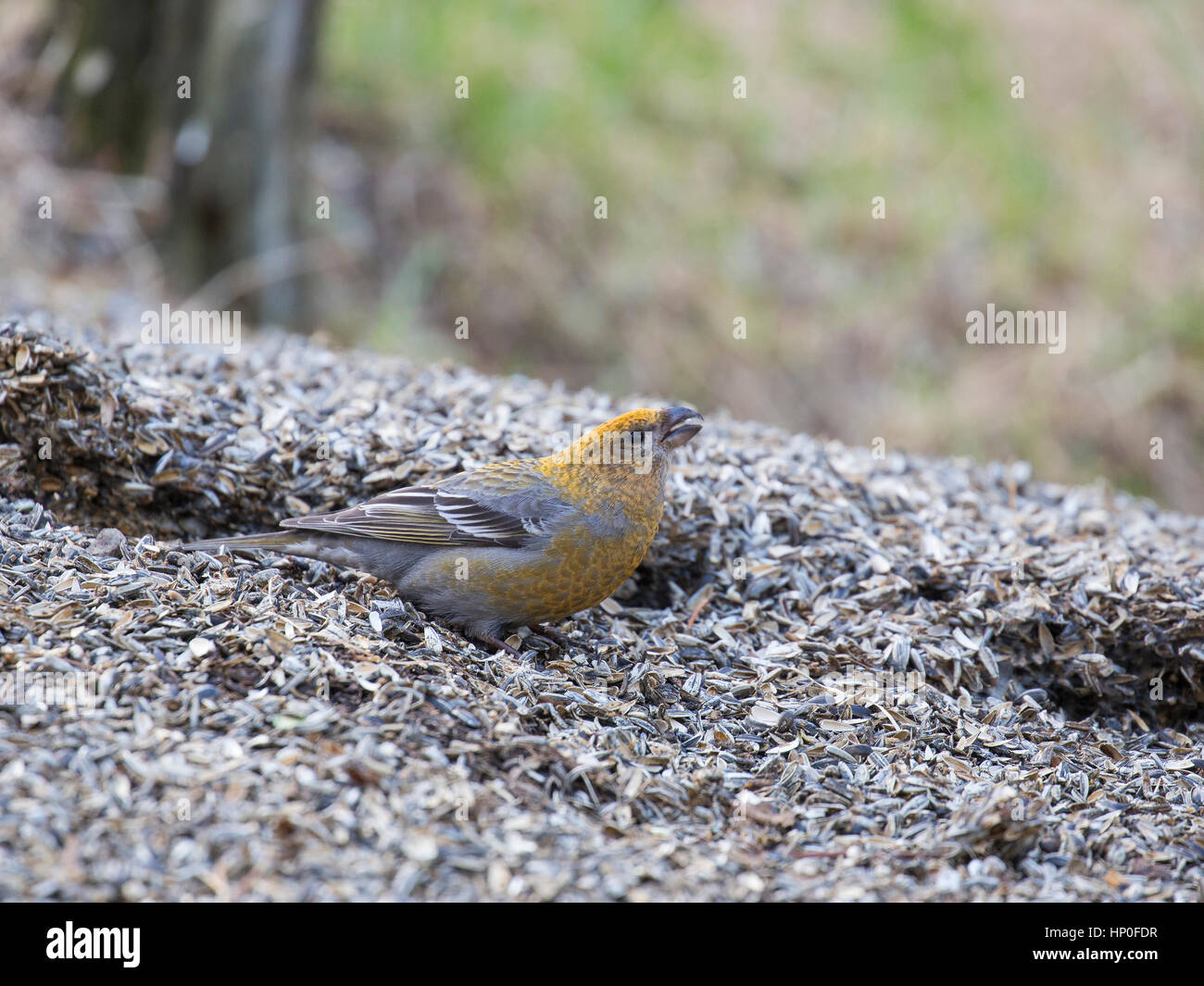 Pile of bird seed hi-res stock photography and images - Alamy
