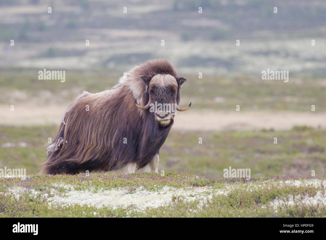 Ovibos moschatus - Musk ox on tundra in Norway, Dovrefjell ...