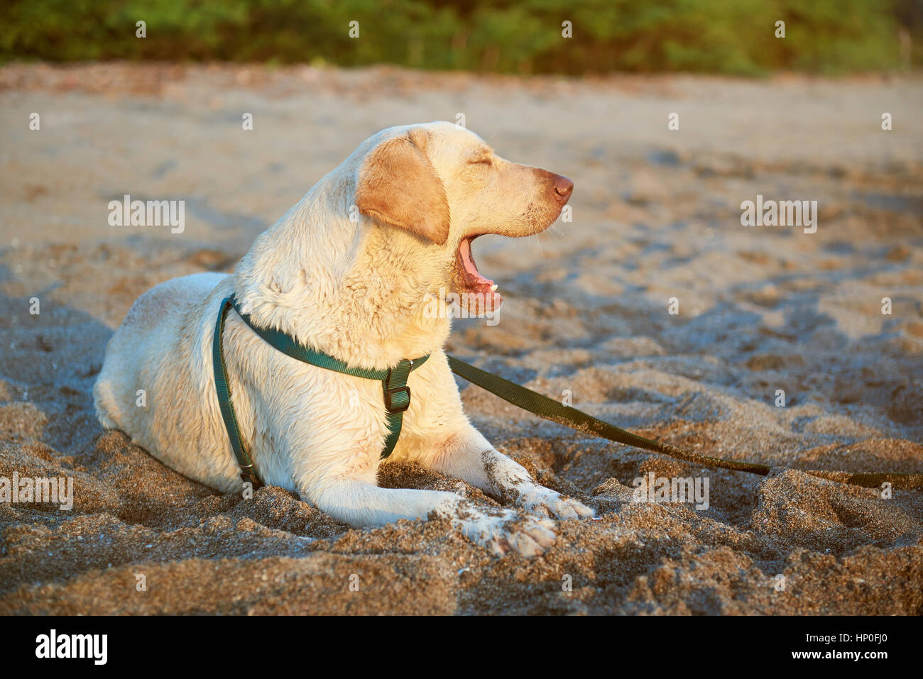 Bored labrador dog with open mouth laying on beach sand Stock Photo - Alamy