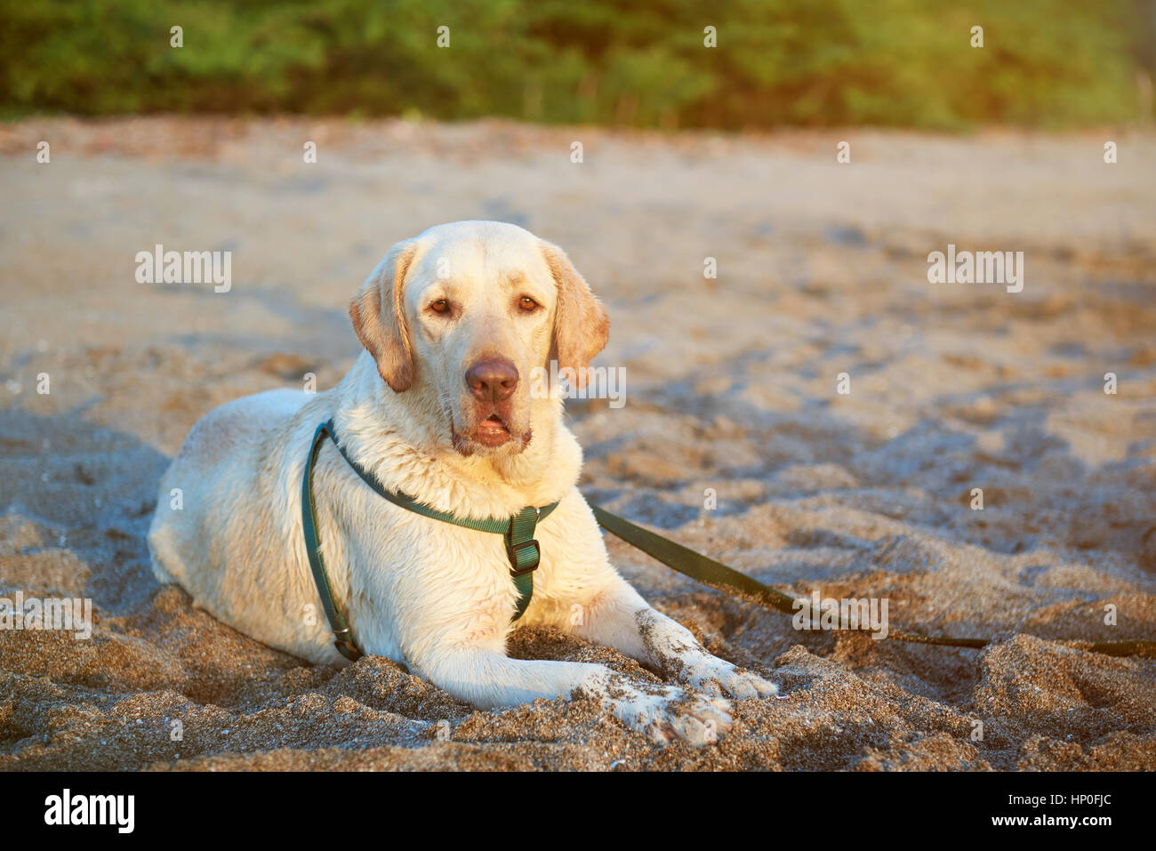 Labrador look in camera laying on beach sand sunset time Stock Photo ...