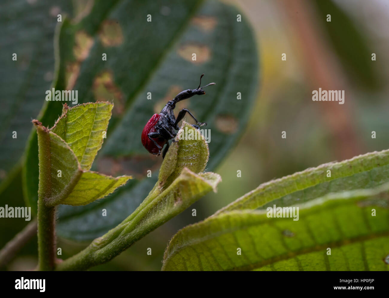 Female giraffe weevil in rainforest of Madagascar Stock Photo - Alamy