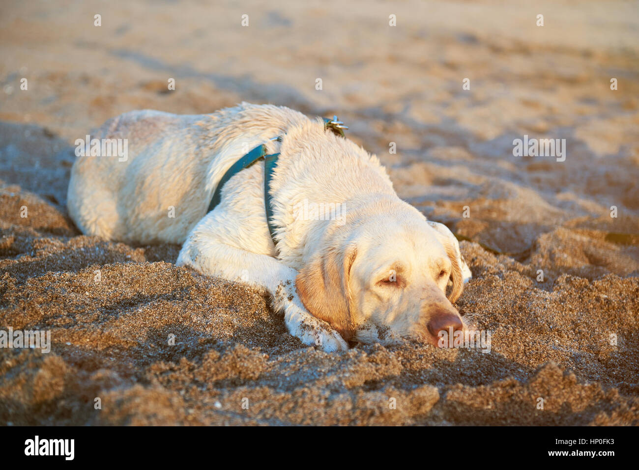 One bored labrador dog laying on sand beach sunset light Stock Photo ...