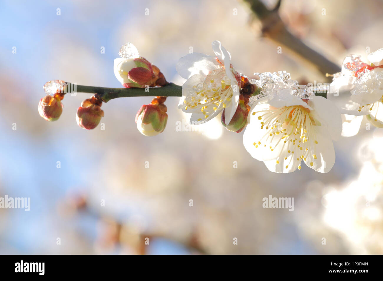 Japanese white plum with snow Stock Photo - Alamy