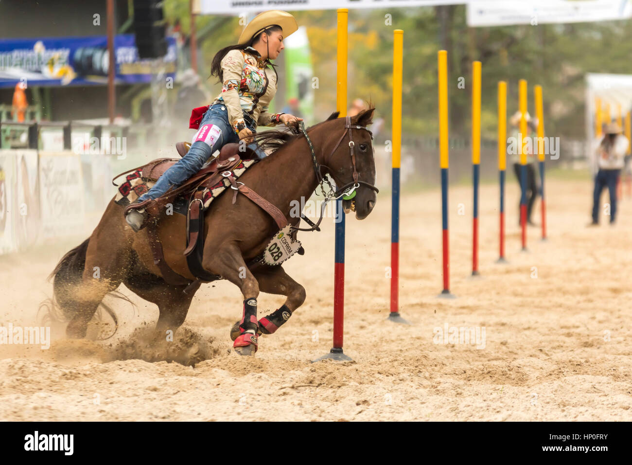 Pole bending race. Female rodeo competition celebrated in the Las ...