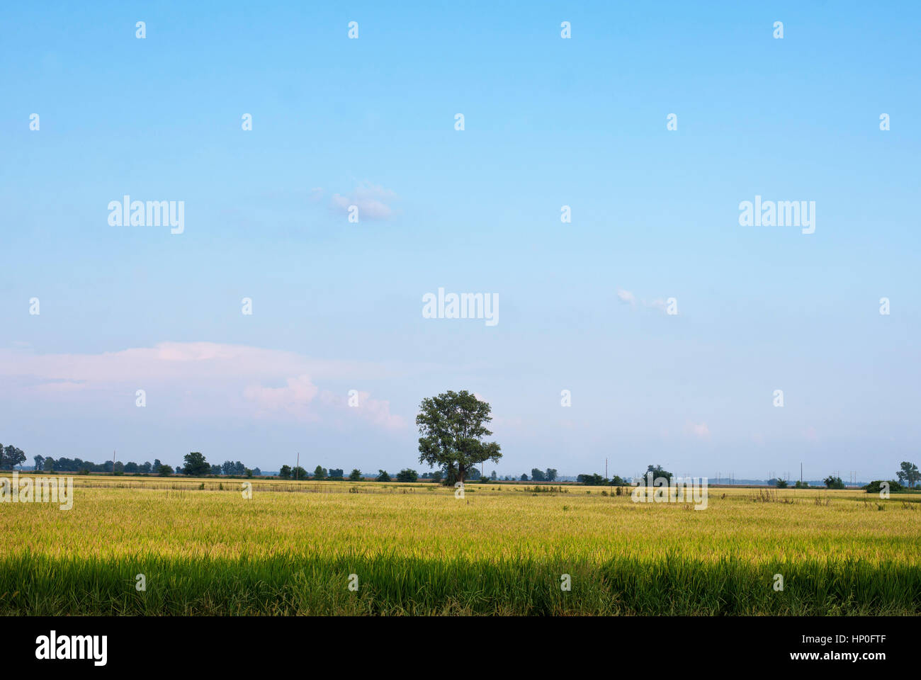 Rice fields in Mississippi county, Arkansas, USA Stock Photo - Alamy