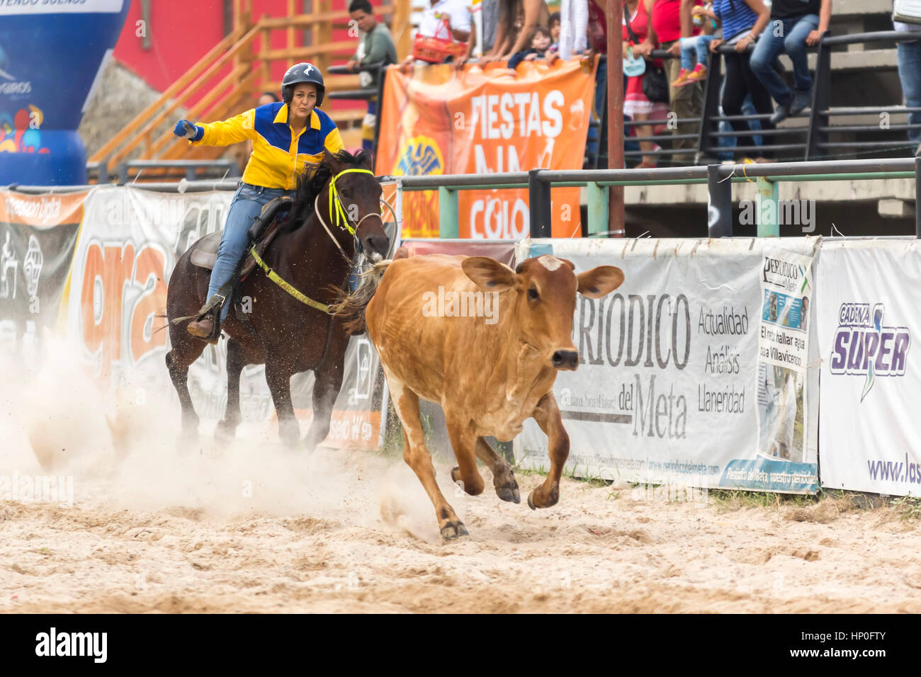 Female coleo Competition. Female rodeo competition celebrated in the ...