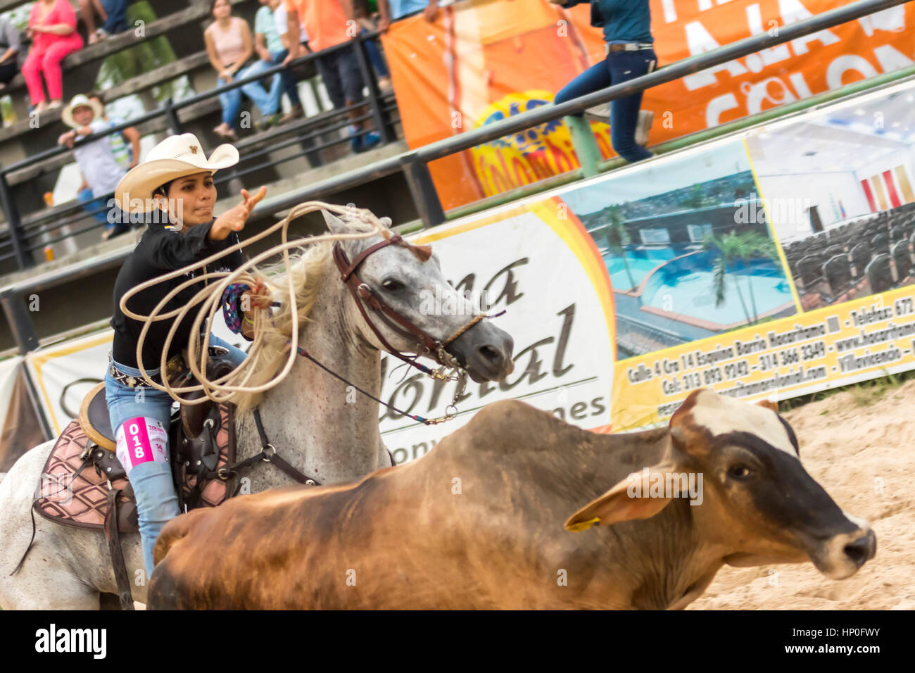 Roping competition. Female rodeo competition celebrated in the Las ...