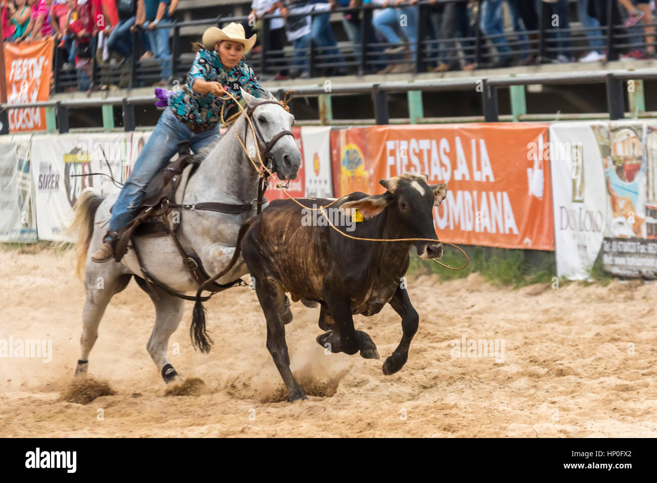 Roping competition. Female rodeo competition celebrated in the Las ...