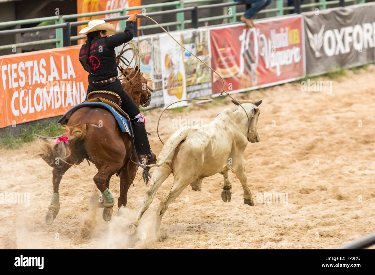 Roping competition. Female rodeo competition celebrated in the Las ...