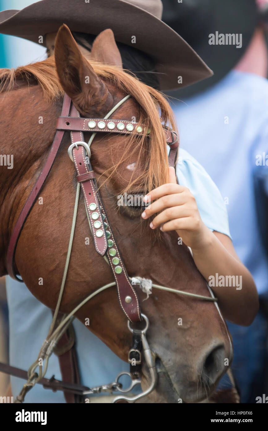Girl caressing the head to his horse. Female rodeo competition ...