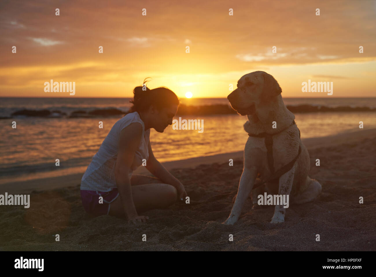 Labrador summer sitting hi-res stock photography and images - Alamy