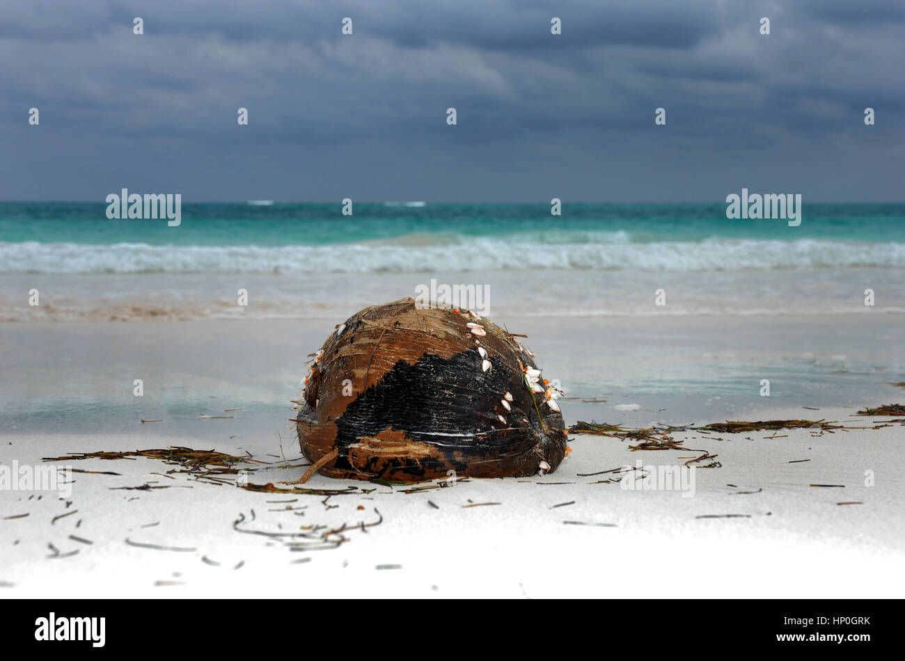 Coconut on a desrted white sand beach in Sian Ka'an biosphere reserve ...