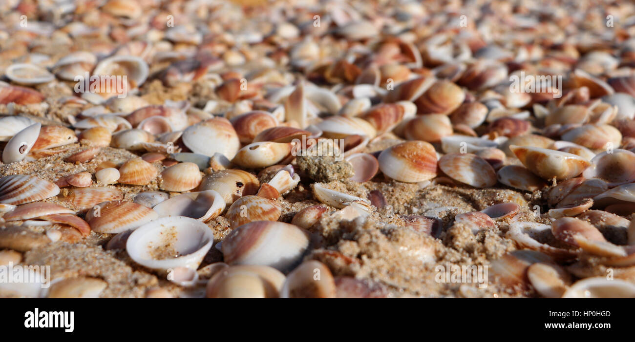Beautiful brown sea shells on the sandy beach may be used as a ...