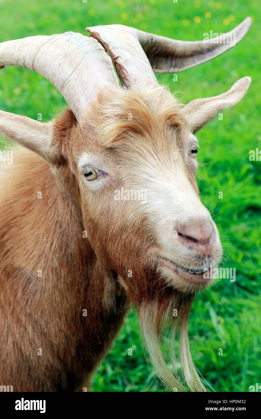 Red goat hi-res stock photography and images - Alamy