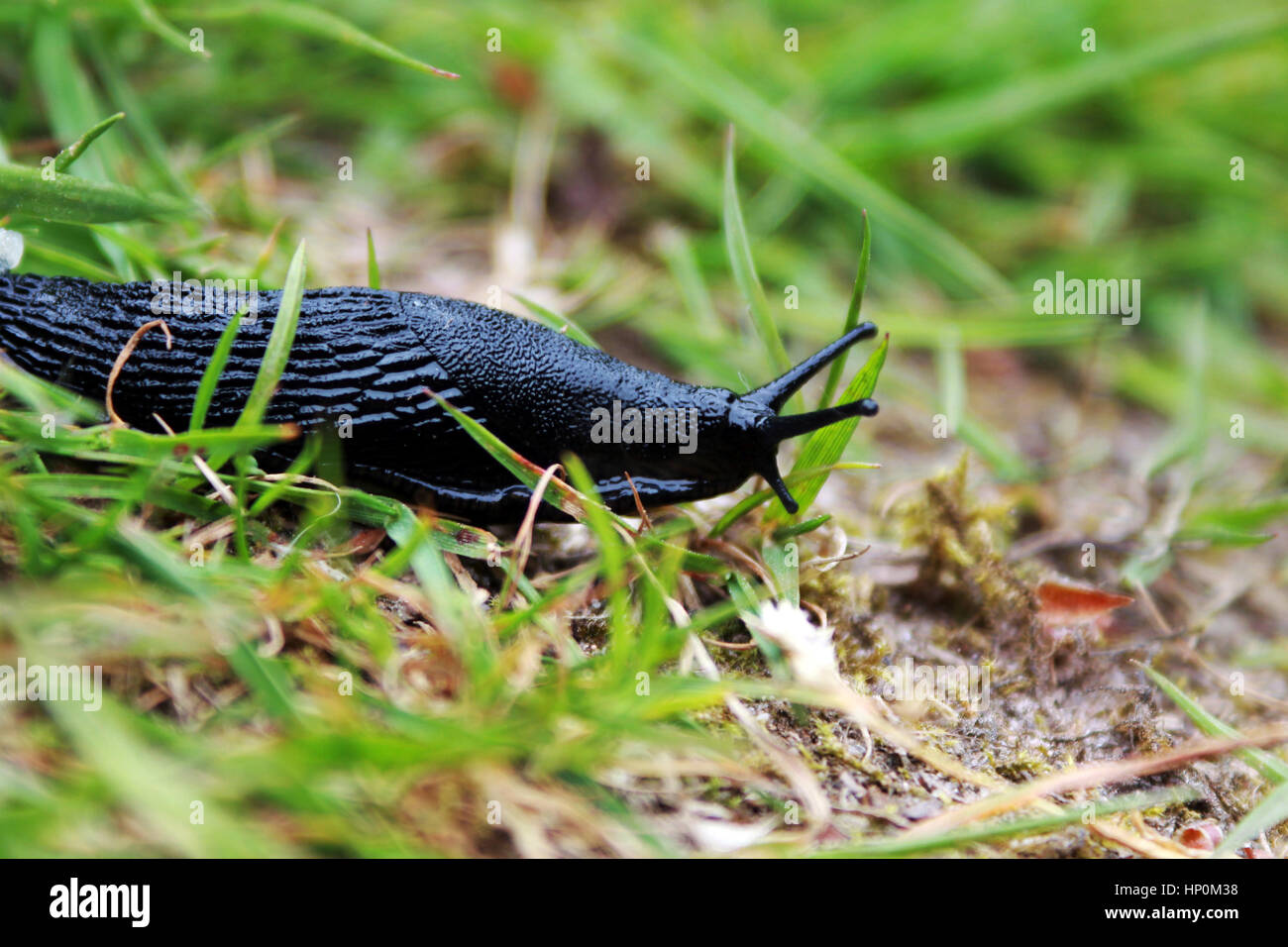 Slug slime hi-res stock photography and images - Alamy