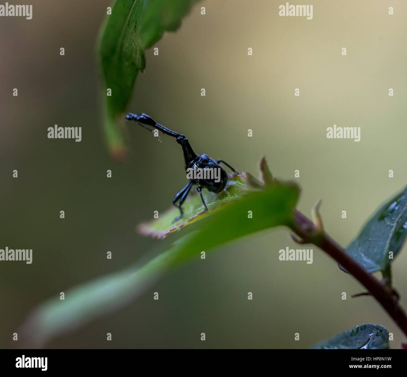 Giraffe weevil eating hi-res stock photography and images - Alamy