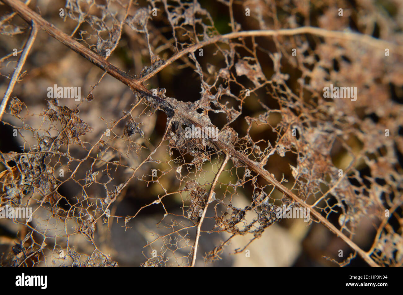 The slow Decay of a dead Leaf Stock Photo - Alamy