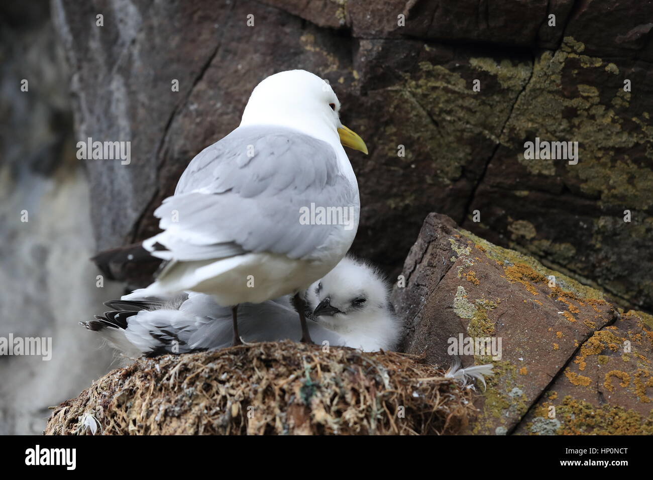 Four Legged Bird High Resolution Stock Photography and Images - Alamy
