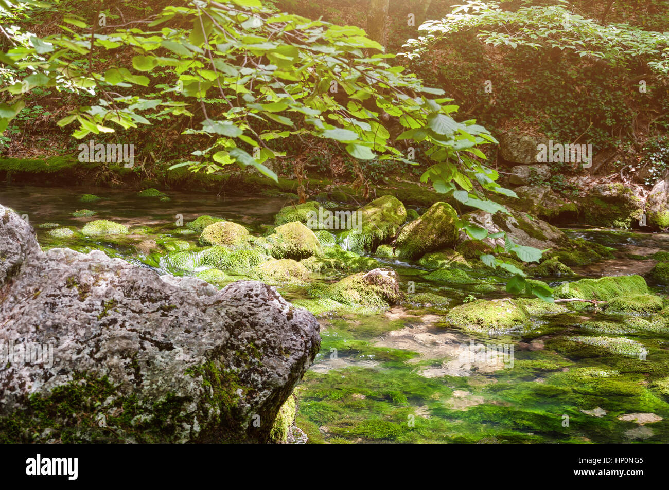 Forest stream running over mossy rocks. The mountain river in Crimea ...