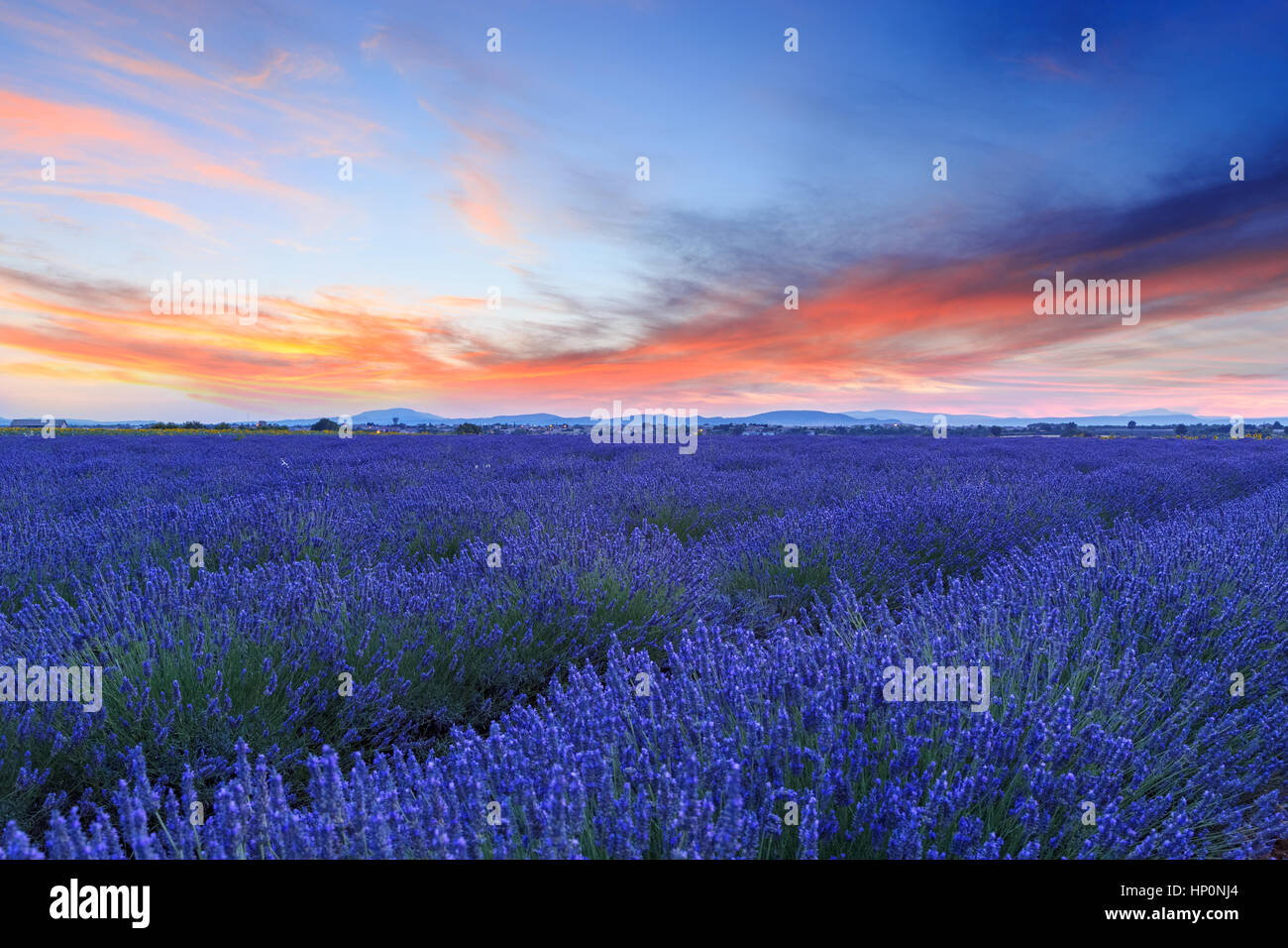 Lavender field summer sunset landscape near Valensole, Provence, France Stock Photo - Alamy