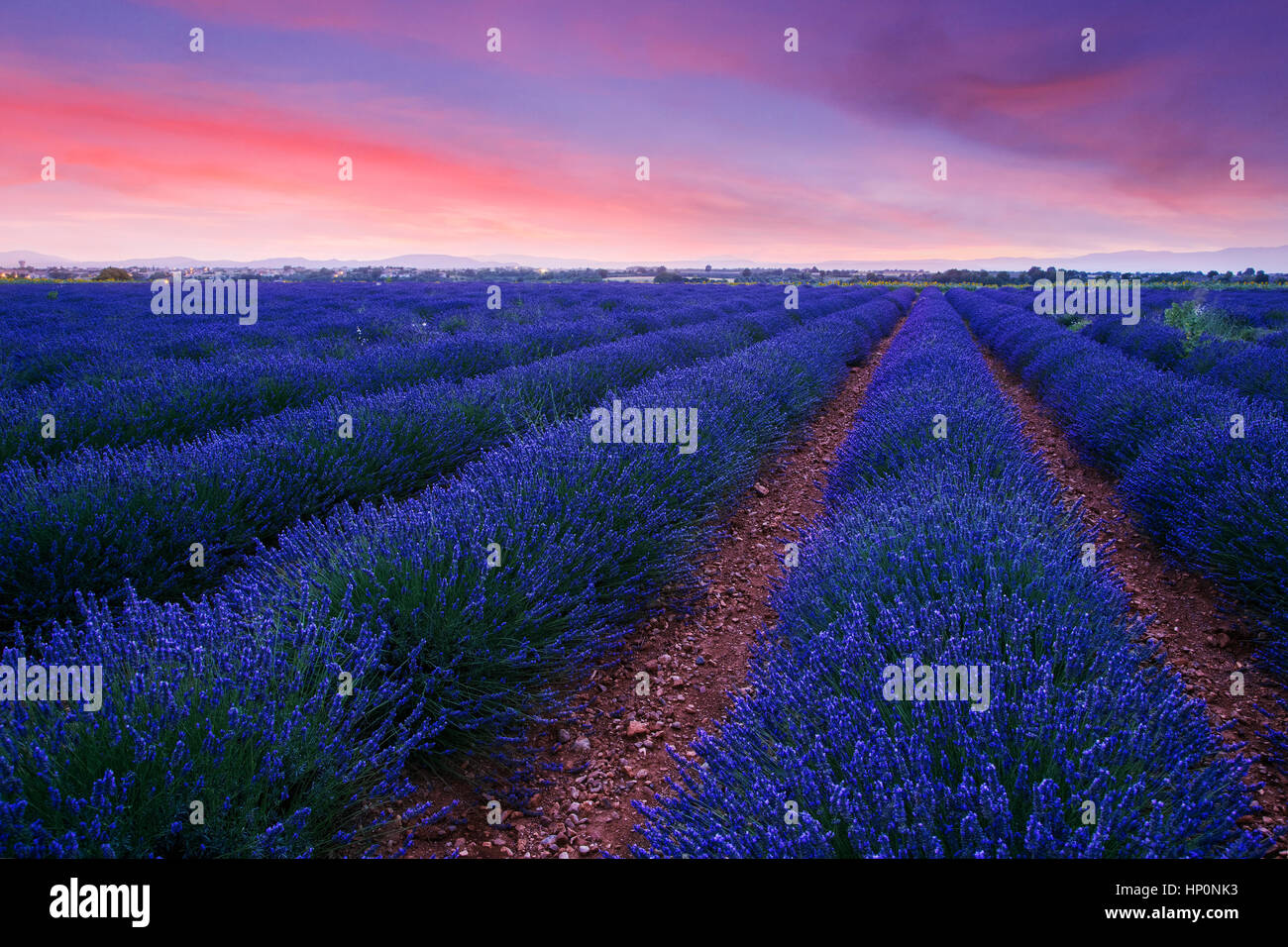 Lavender field summer sunset landscape near Valensole, Provence, France Stock Photo - Alamy