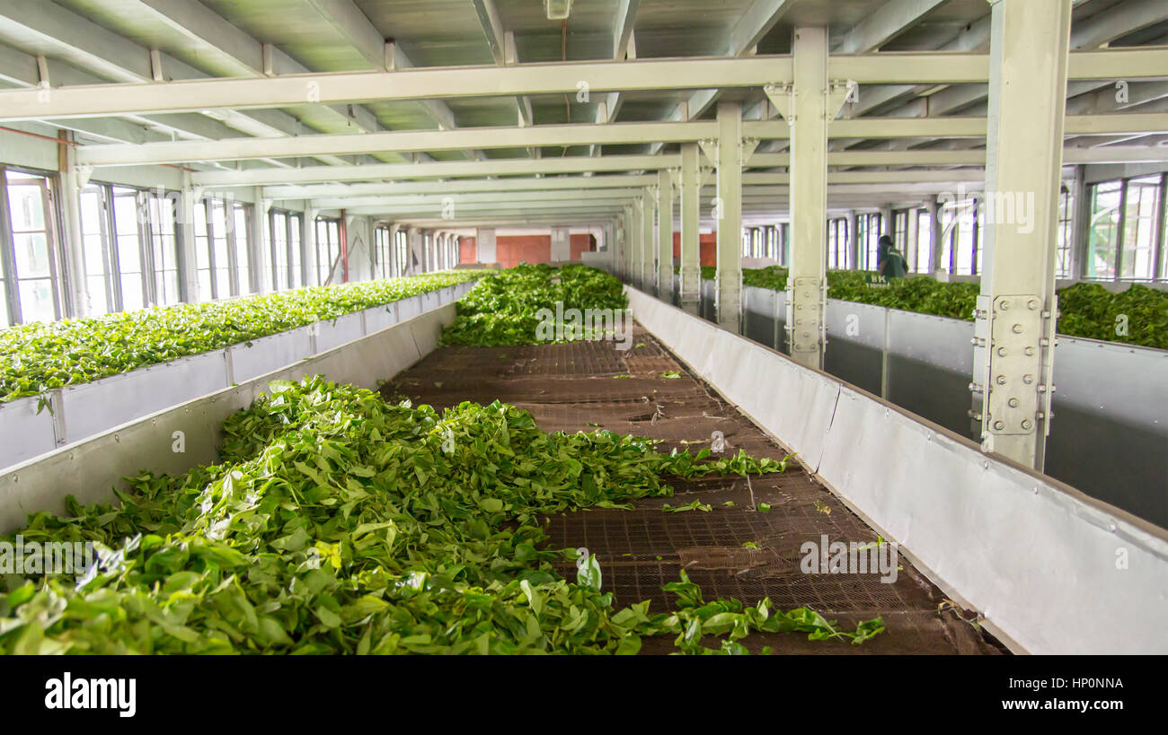Factory leaves hi-res stock photography and images - Alamy