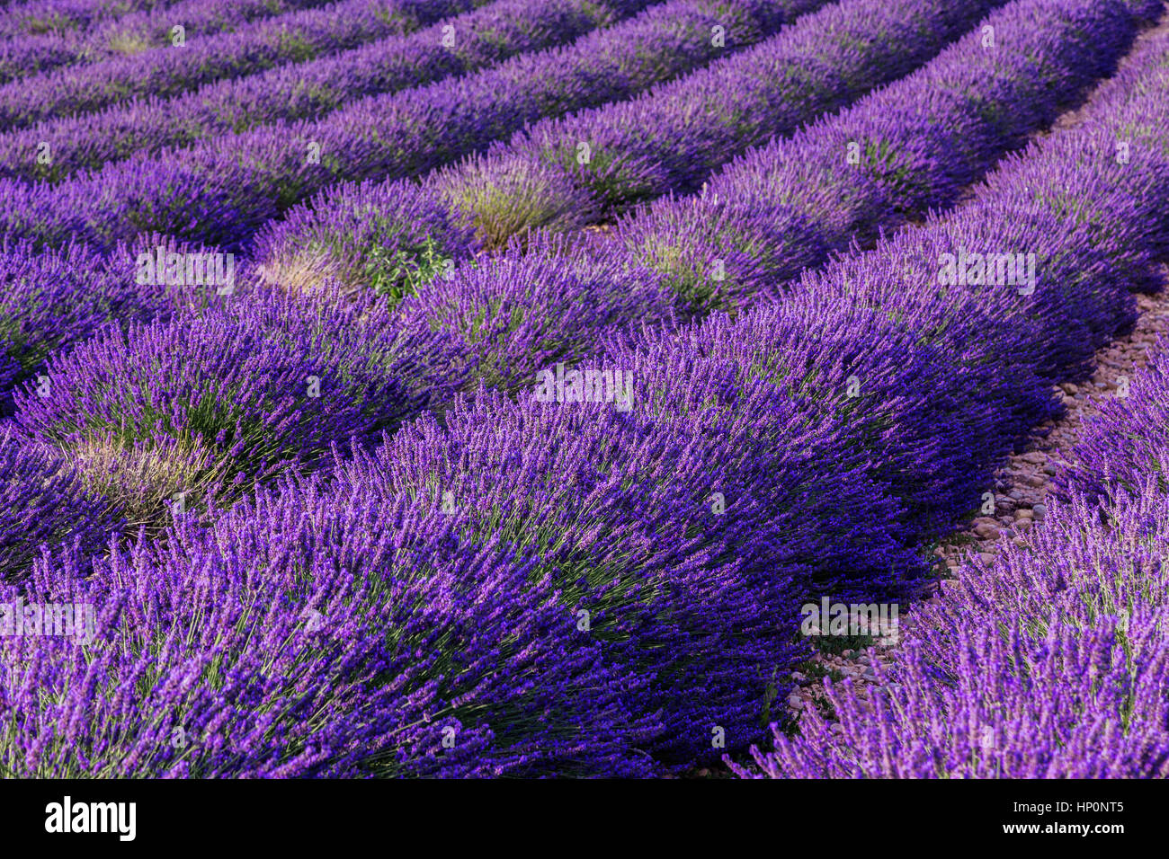 Lavender field summer landscape near Valensole.Provence,France Stock Photo - Alamy