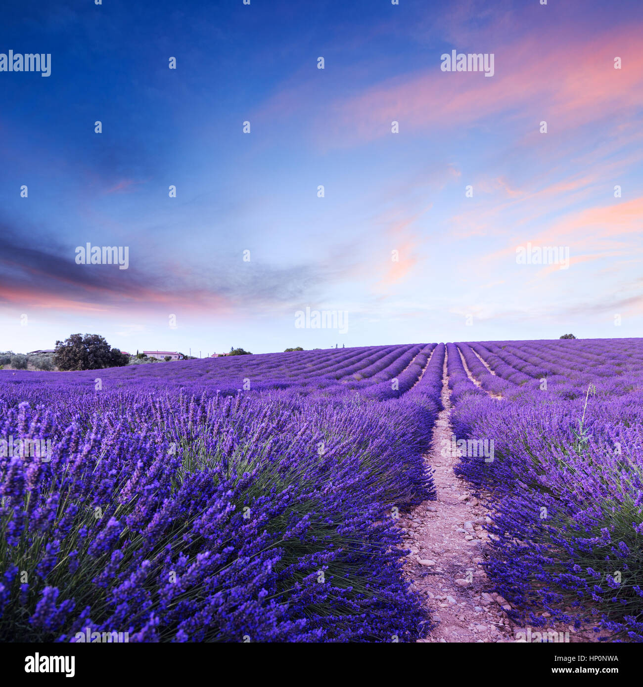 Lavender field summer sunset landscape near Valensole, Provence, France Stock Photo - Alamy