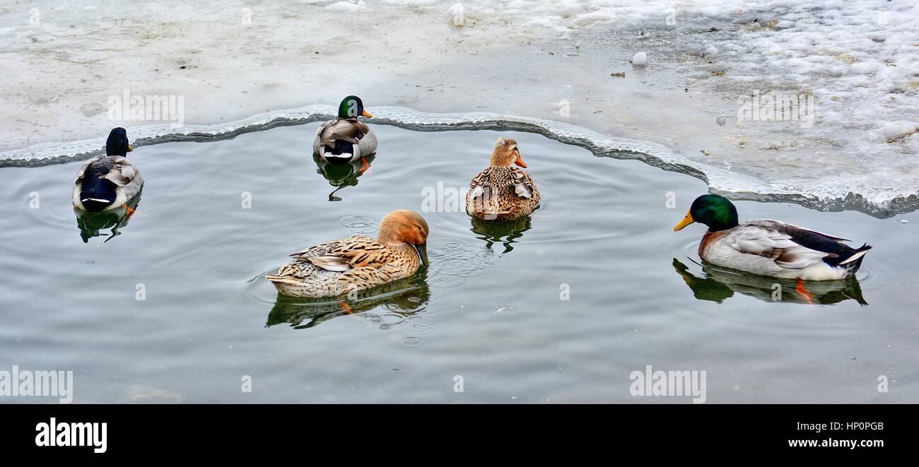 Group of five ducks swimming in the frozen pond Stock Photo - Alamy