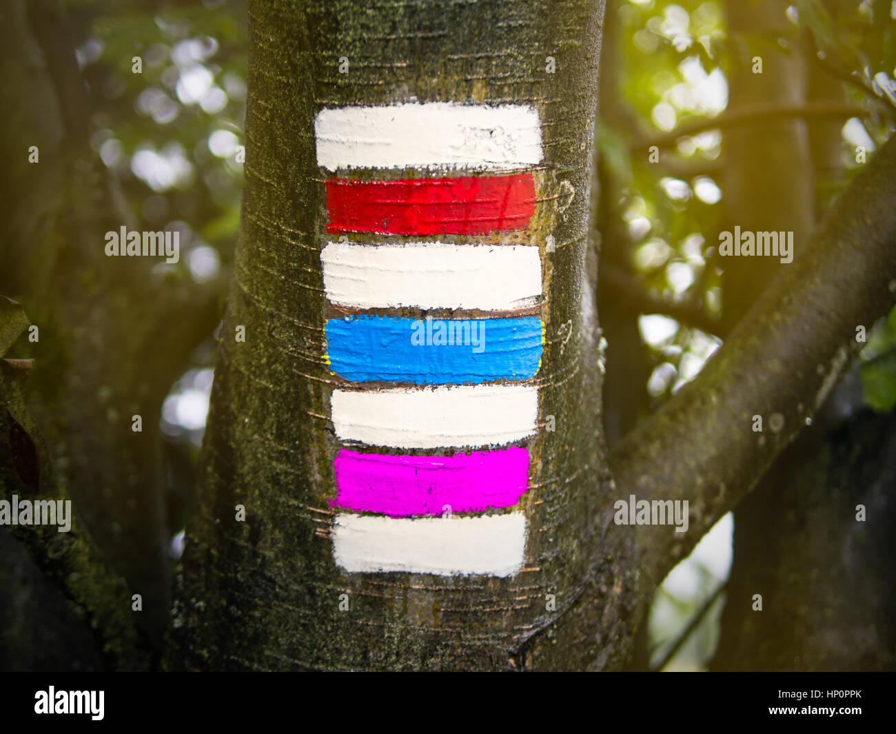Triple hiking sign on sunlighted trunk, red blue purple Stock Photo - Alamy