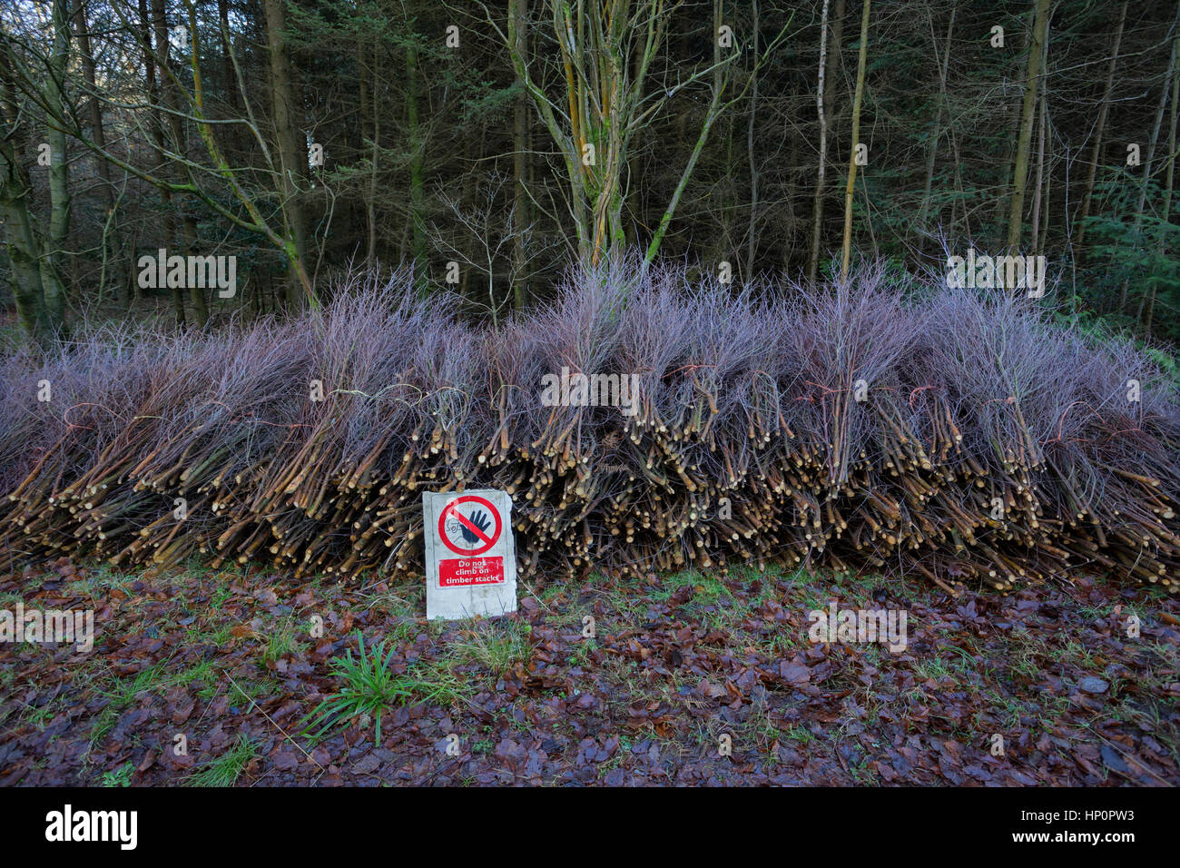 Birch saplings hi-res stock photography and images - Alamy