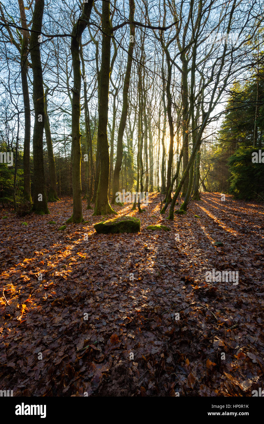 Morning sun shining through bare trees in winter Stock Photo - Alamy